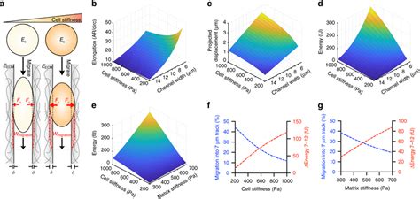 A Model Of Energy Requirements For Confined Migration Explains Cell Download Scientific Diagram