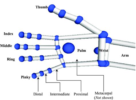 Labelled Diagram Of The Bone Data Detected By The Leap Motion Sensor