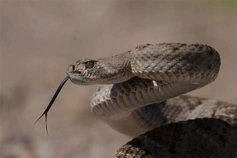 Crotalus Atrox Bites