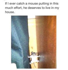 18 Mouse Memes And Funny Pictures Ideas To Save Today Hilarious