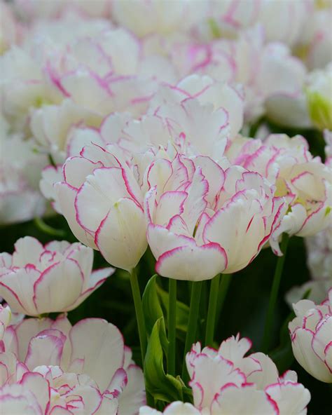 Tulip 'Belicia' bulbs — Buy online at Farmer Gracy UK