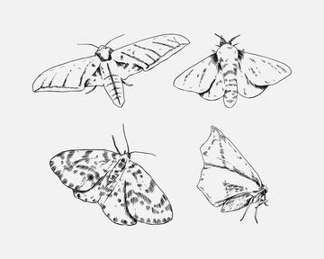 Premium Vector Set Of Sketch Drawing Moth Butterfly Isolated