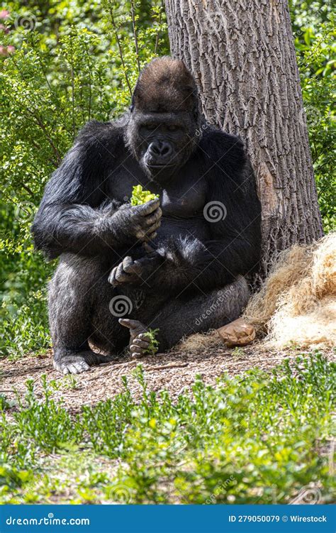 Primordial Habitat Australopithecus Stock Image 308087779