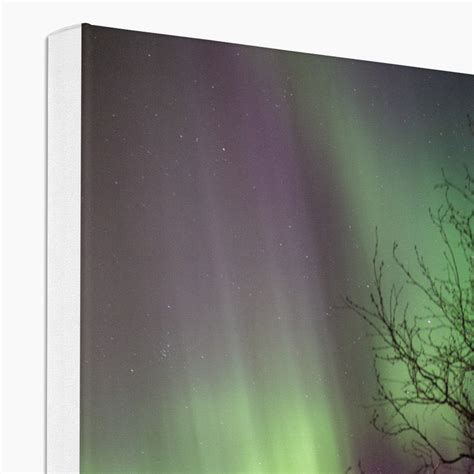 Photography Grasshopper Geography