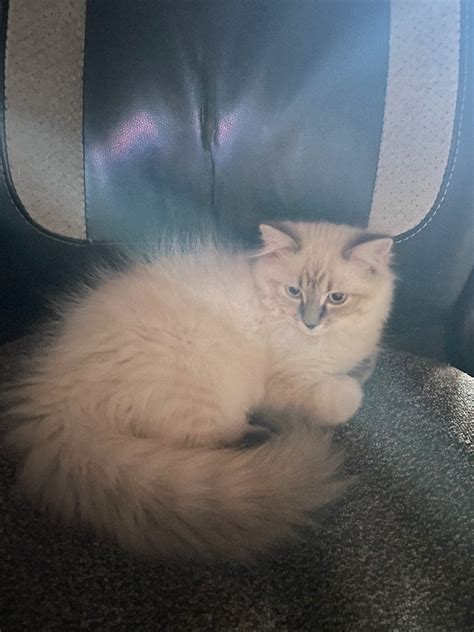 Создать мем невская маскарадная тебби пойнт порода невская маскарадная рэгдолл и невская