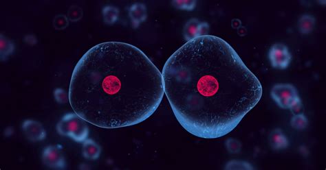 The Types Of Eukaryotic Cells And Their Characteristics
