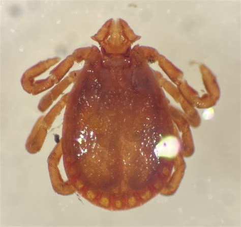 Tick Pictorial Identification Guide