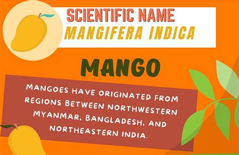 Give The Scientific Name Of Mango