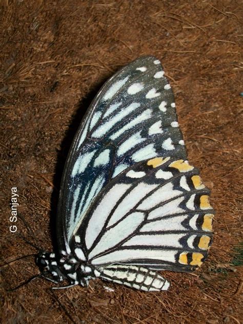 Sanjaya 𝐒𝐞𝐱𝐮𝐚𝐥 𝐝𝐢𝐦𝐨𝐫𝐩𝐡𝐢𝐬𝐦 𝐢𝐧 𝐛𝐮𝐭𝐭𝐞𝐫𝐟𝐥𝐢𝐞𝐬 Fig Underside Of Common