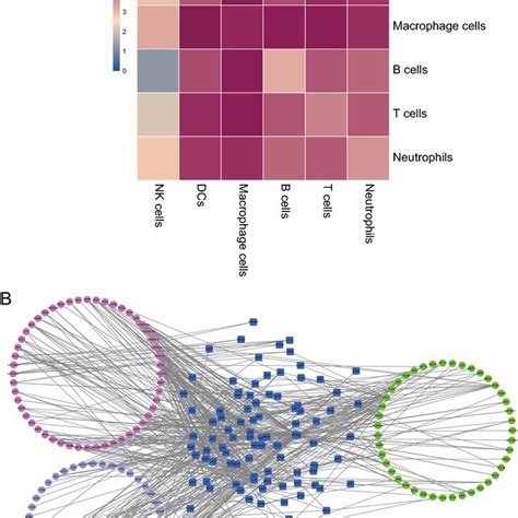 Cellphonedb Analysis Of Cellcell Interaction A The Heat Map Of Download Scientific Diagram
