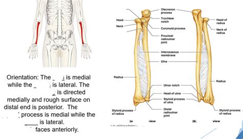 Biol 214 Radius Ulna Diagram Quizlet