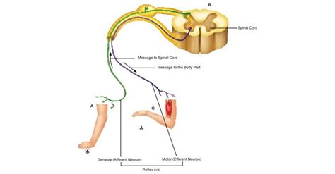 Reflex Action Sawan Books