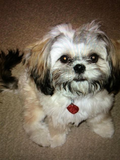 My Sweet Sammy Boy Rshihtzu