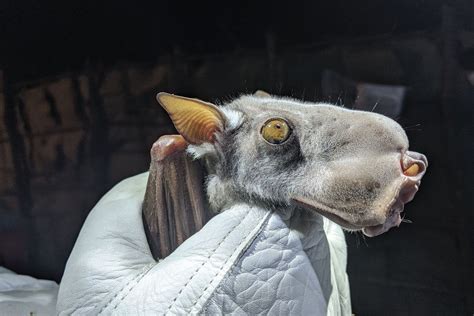 This Honking Hammerhead Bat Has The Worlds Strangest Nostrils Bbc