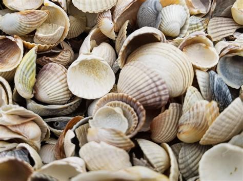 Premium Photo Natural Shell Background Texture Many Seashells Top