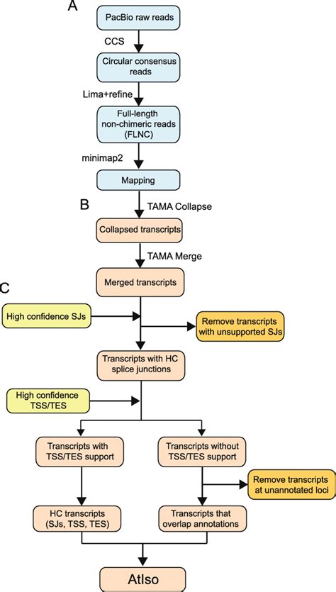 Workflow Of Analysis Of Pacbio Iso Sequencing A Raw Reads Are Analyzed