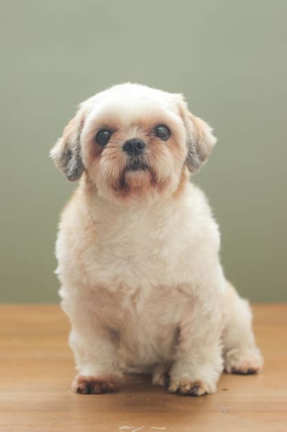 78 000 Chichon Pictures