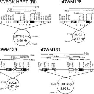 Amplified HPRT Minigene Copy Number And Coamplified Protein C Gene Copy Download Table