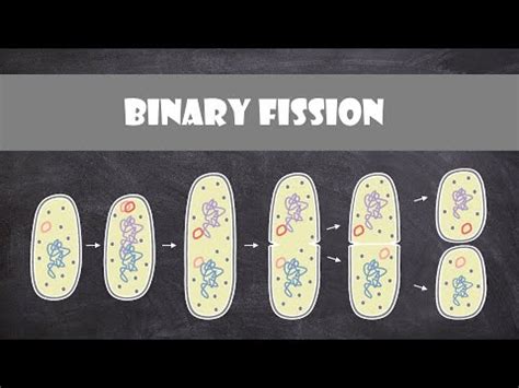 Binary Fission Art Integrated Projects And Online Educational Video By Fyule Video Lab