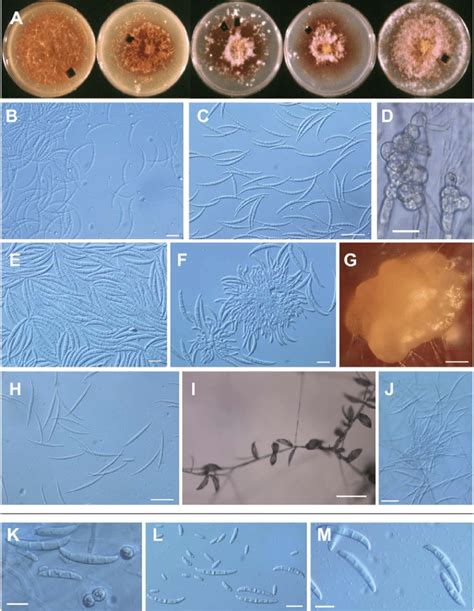 Fusarium Spp Causing Lesions In Pathogenicity Tests A Cultures Of