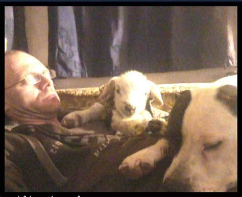 Graham Redfearn Filmed Self Having Sex With Horse And 2 Dogs Police