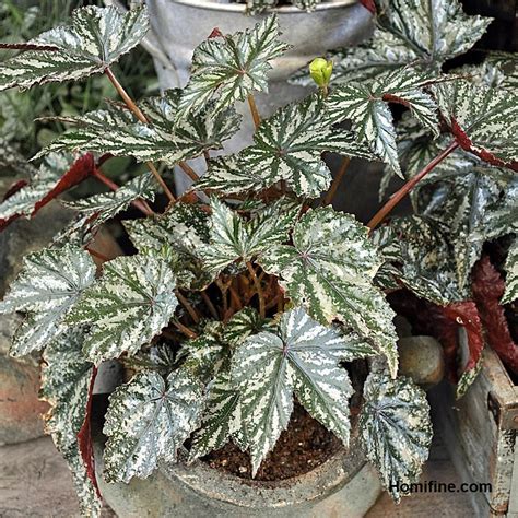 Begonia Gryphon Advice For Growing This Cane Begonia Indoors Or Out ~