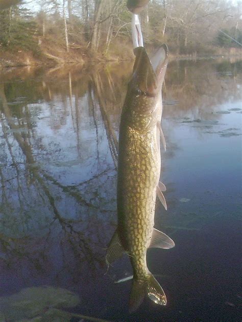 What Size Pickerel Can You Keep At Marcus Hanger Blog