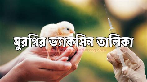 দেশি মুরগির ভ্যাকসিন তালিকা দেশি মুরগি ব্রিডার চট্টগ্রাম
