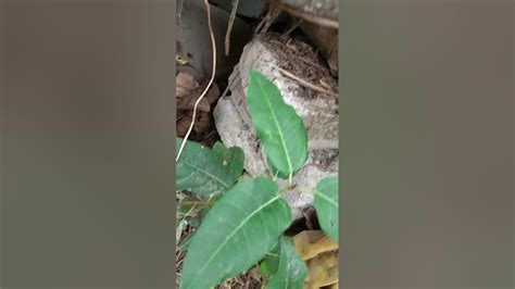 Pakree Chhota Tree Youtube