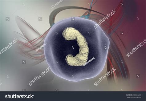 Zygote Cell Division Color Background 스톡 일러스트 133083239 Shutterstock