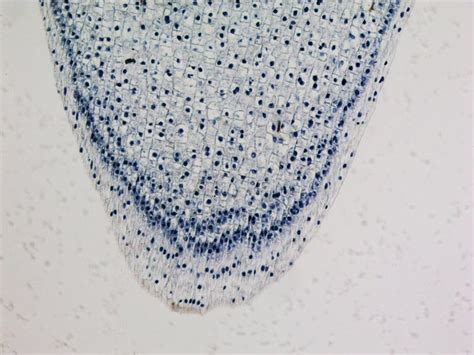 Corn Root Tip Micrograph Stock Photo Image Of Microscope 47984618
