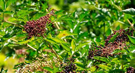 11 Steps For Pruning Elderberries Beginners Guide