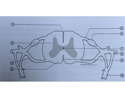 Transverse View Of Spinal Cord Without Vertebrae Quiz