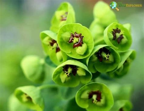 Euphorbia Flower Crown Of Thorns Succulent Flower