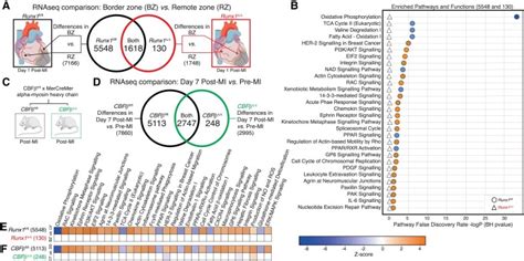 Ribonucleicacid Interference Or Small Molecule Inhibition Of Runx1 In