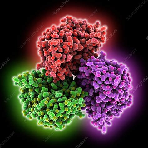 Htra2 Mitochondrial Protease Molecular Model Stock Image C038 3509 Science Photo Library