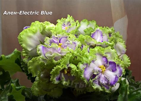 Фиалка Ален-Electric Blue