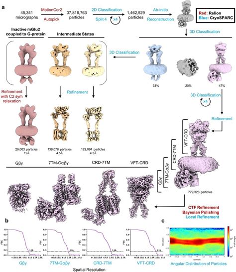 cryo em processing summary for the mglu2 gi complex a cryo em data