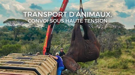 Transport Danimaux Convoi Sous Haute Tension Mission éléphant