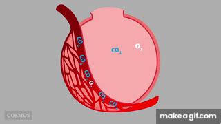 Gas Exchange On Make A GIF