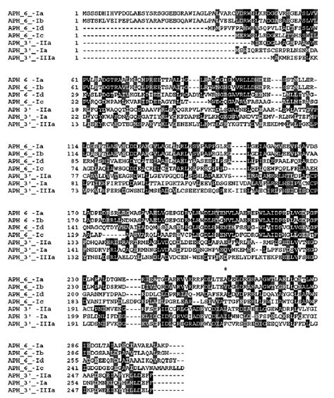 multiple sequence alignment among aph 6 and aph 3 enzymes using