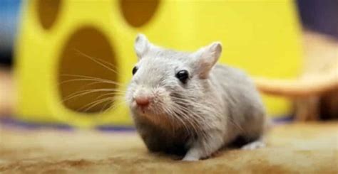 Why Is My Gerbil Wobbling What Does It Mean Pocket Pet Central