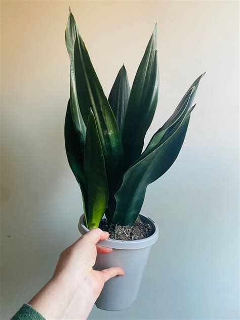 Sansevieria - Black Diamond - My Jungle Shack