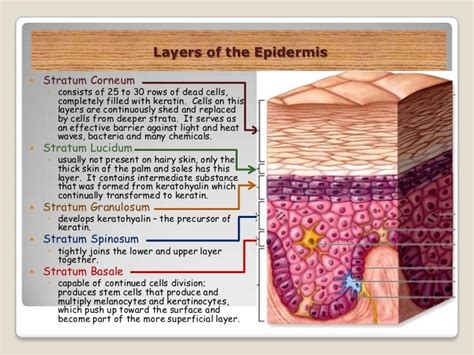 Identify The Five Layers Of The Epidermis From Superficial To Deep Module 5 2b At Michael
