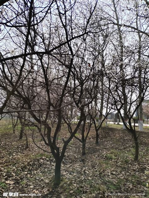 树摄影图 国内旅游 旅游摄影 摄影图库 昵图网