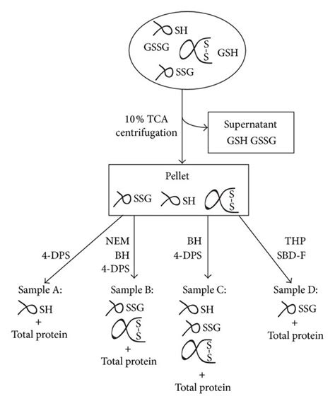 Flow Chart Of The Experimental Approach For Global Quantification Of