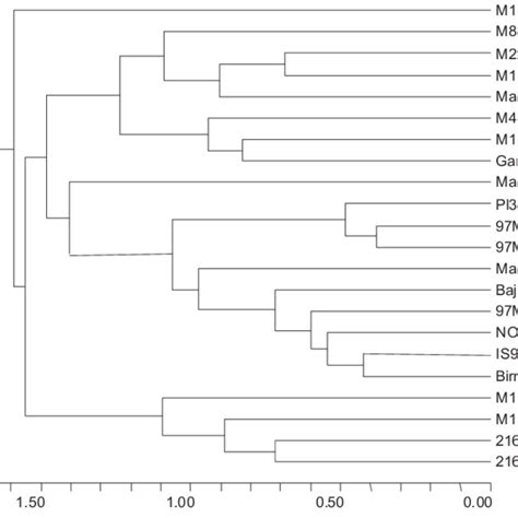 Dendrogram Of 22 Sorghum Accessions Revealed By UPGMA Cluster Analysis
