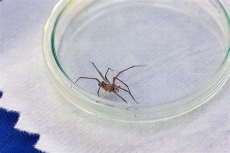 Araña De Rincón Cómo Reconocerla Y Evitar Su Mordedura