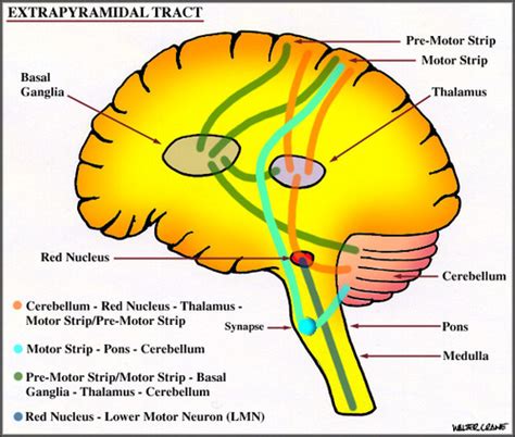Extrapyramidal System Anatomy Spinal Cord Anatomy App