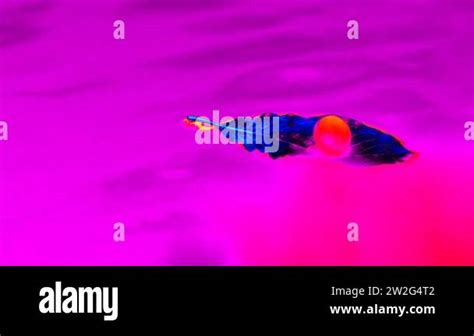 Leaf Floating In The River Carried By The Blowing Wind Gamma Radiation